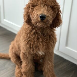 Home - The Puppy House