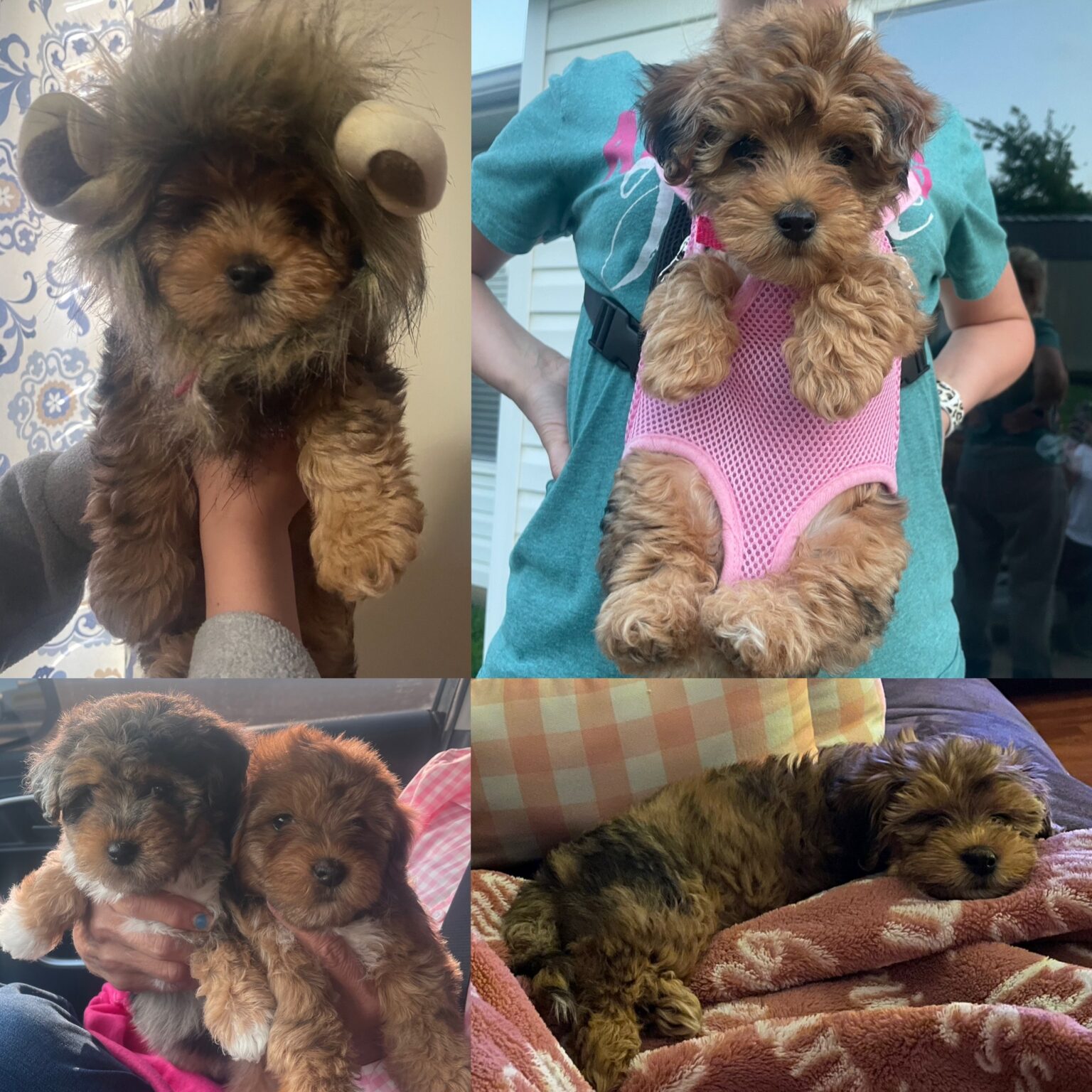 The Puppy House | Adorable Doodle Puppies